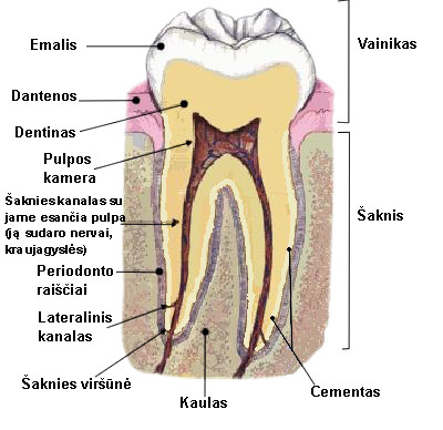 Endodontija - Gikeda